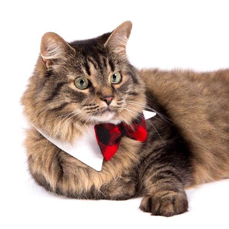 MILOUF - Marché de Noël de l'Assomption